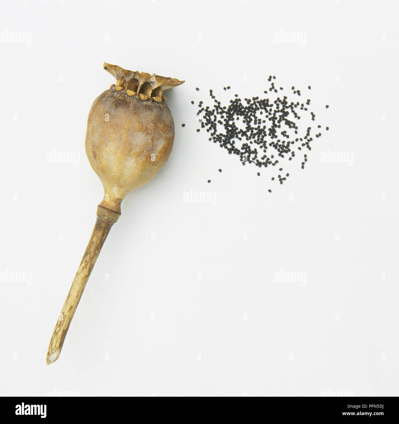 Papaver somniferum, Opium Poppy seed capsule and seeds, close up Stock ...