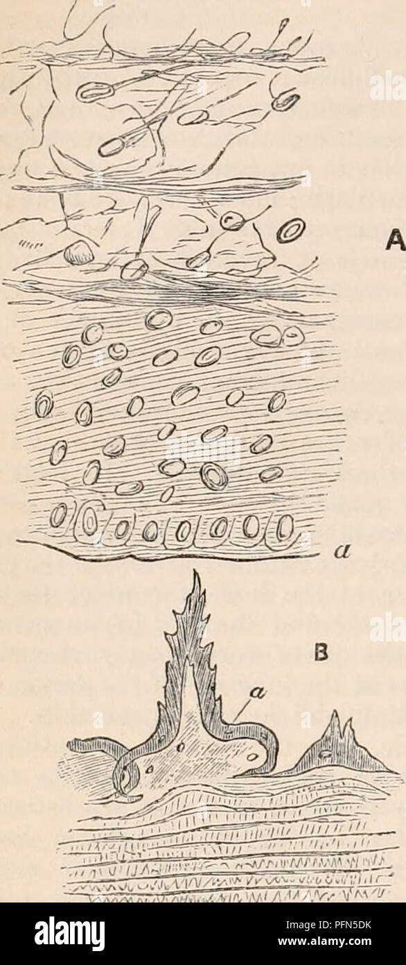 This cyclopedia provides a detailed overview of anatomy and physiology ...