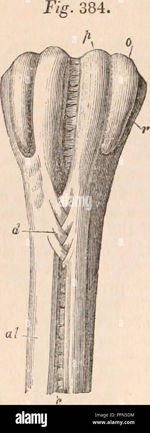 Decussation of pyramids hi-res stock photography and images - Alamy