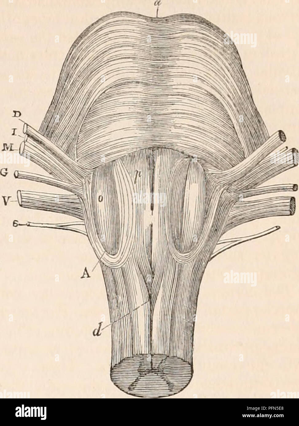 This entry in the Cyclopedia of Anatomy and Physiology focuses on the ...