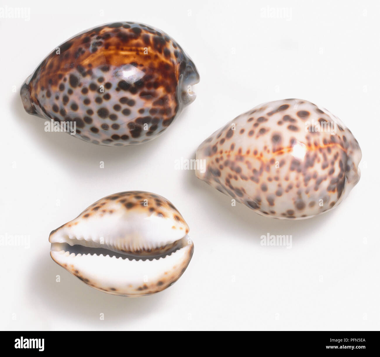 Tiger cowries hi-res stock photography and images - Alamy