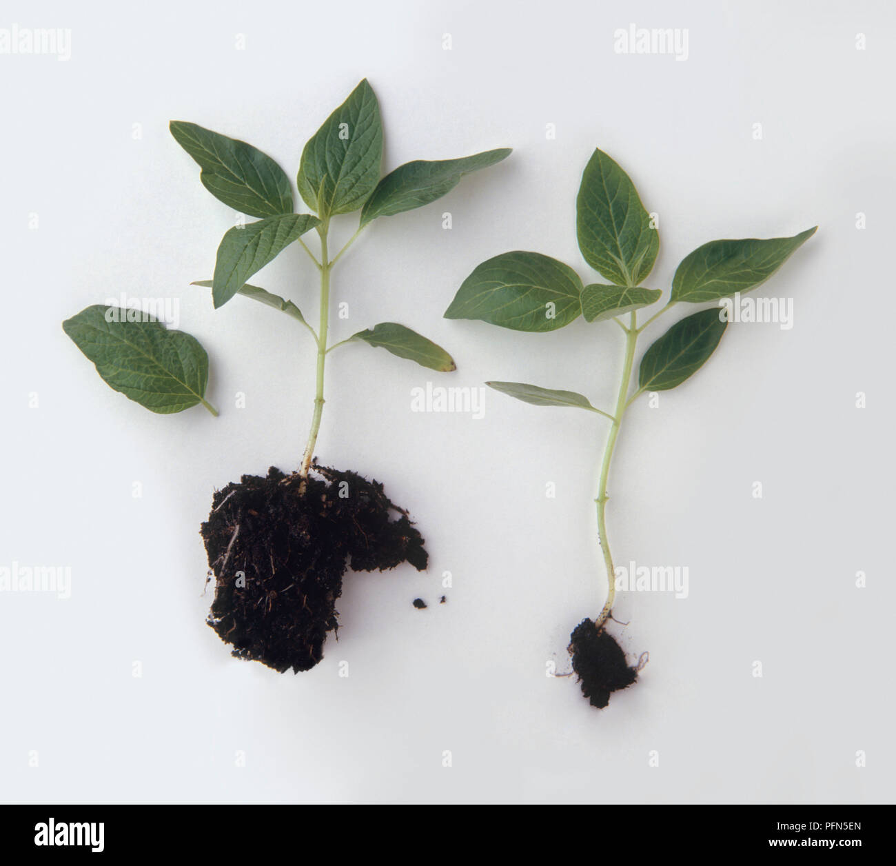 Leafy stems, with roots and soil attached, from Sesamum indicum (Sesame ...