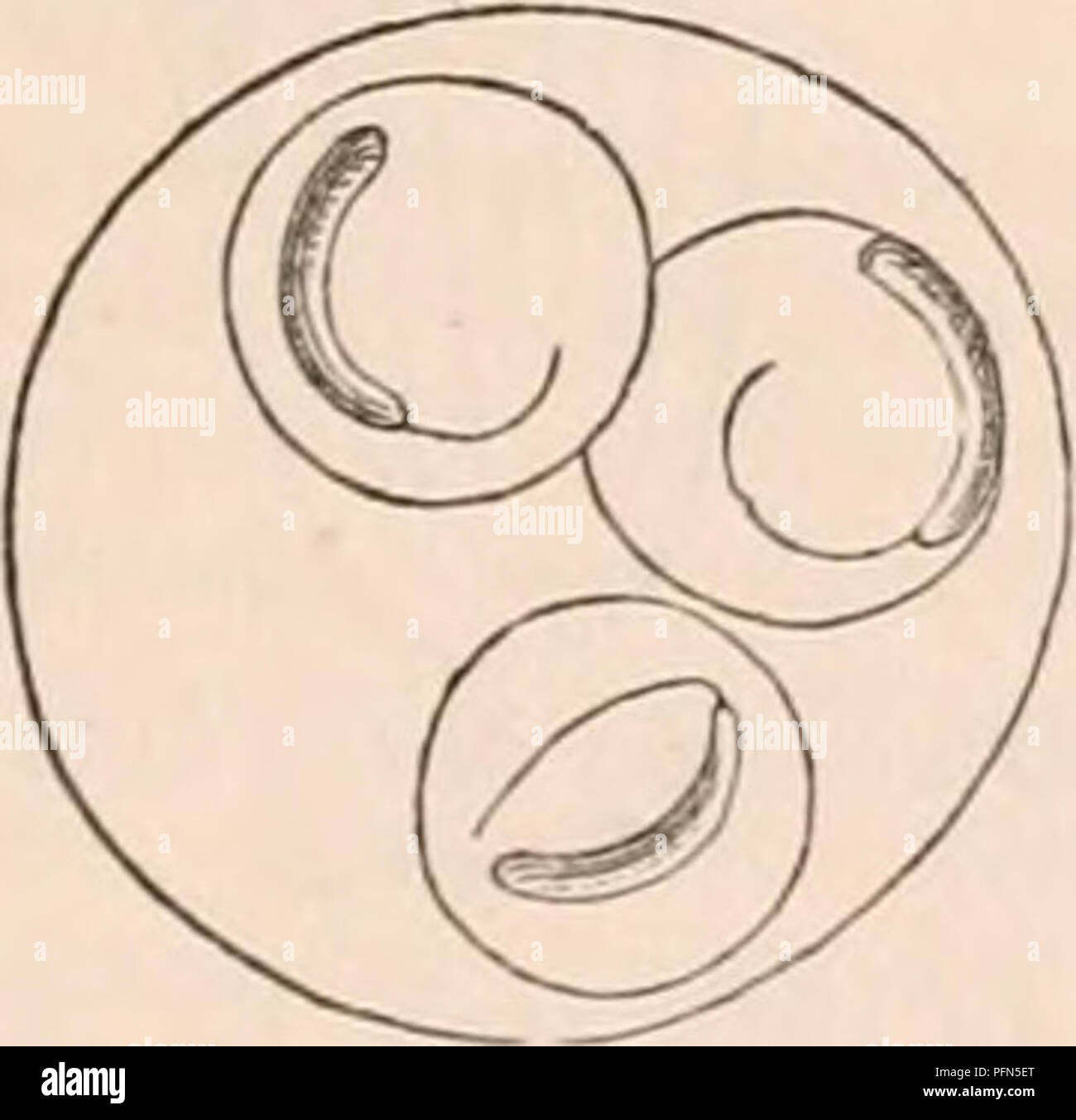 . The cyclopædia of anatomy and physiology. Anatomy; Physiology ...
