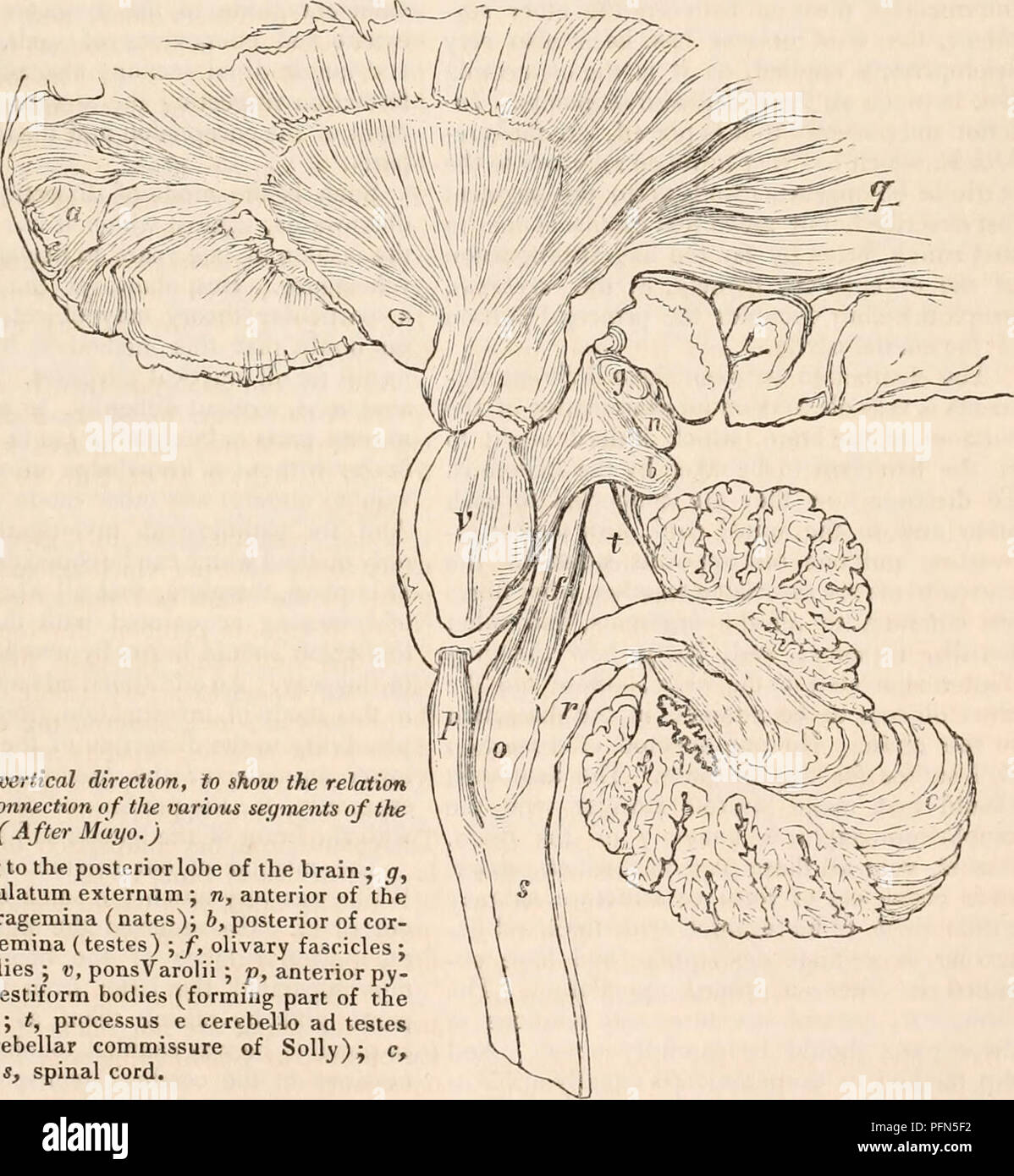 This work provides detailed information on human anatomy, particularly ...