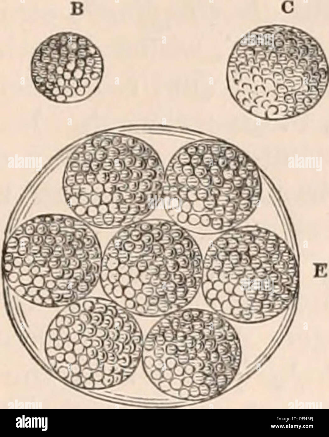 This section from the 'Cyclopædia of Anatomy and Physiology' covers the ...