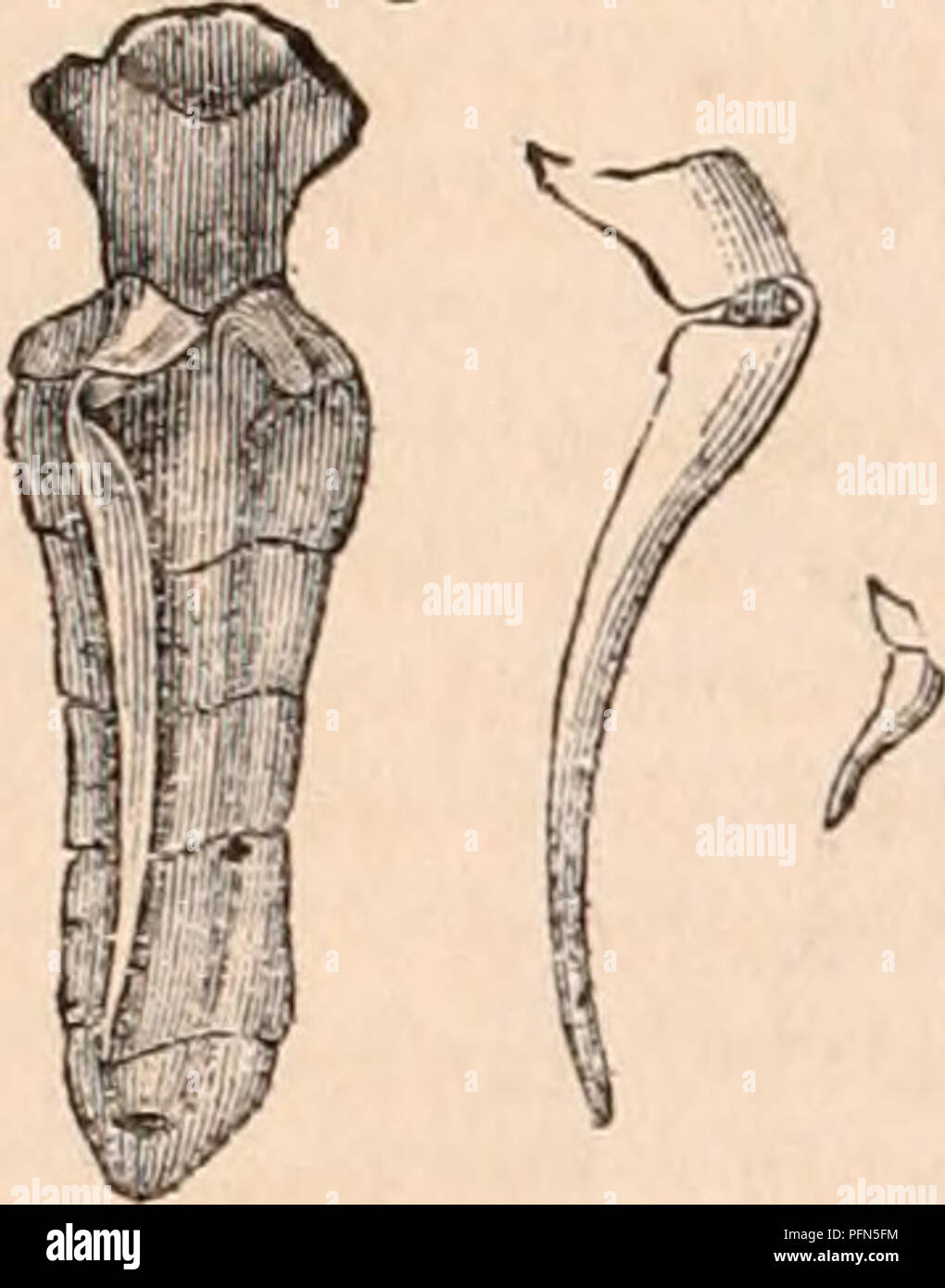 This entry from the Cyclopædia of Anatomy and Physiology explains the ...