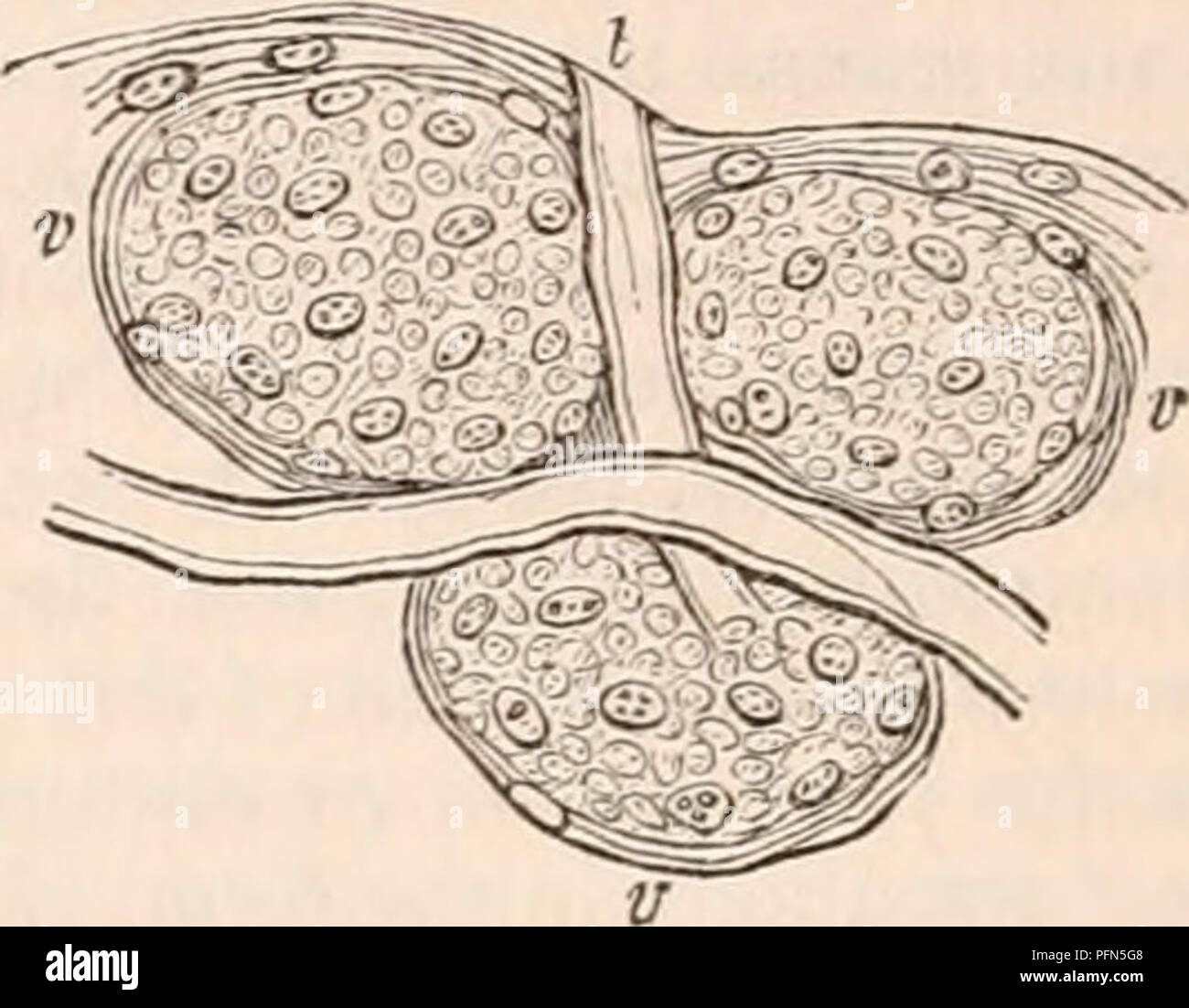 This comprehensive cyclopedia covers detailed information on human ...