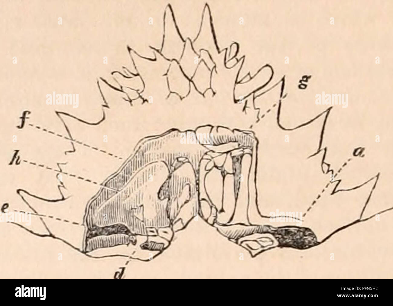 Side parts removed hi-res stock photography and images - Alamy