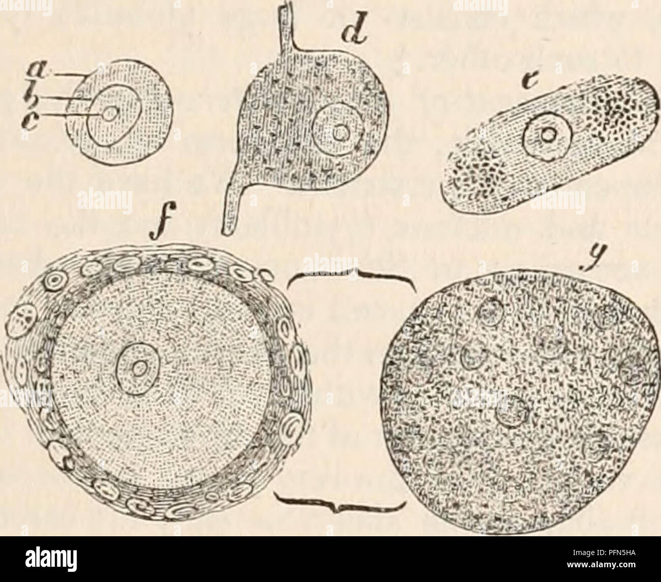 Vesicles human cell hi-res stock photography and images - Alamy