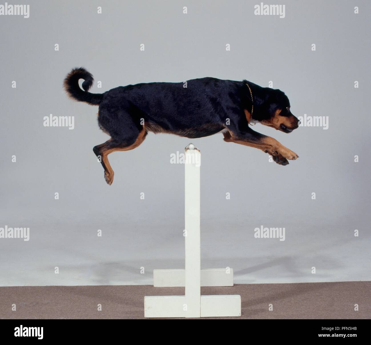 Rottweiler dog jumping over hurdle Stock Photo - Alamy