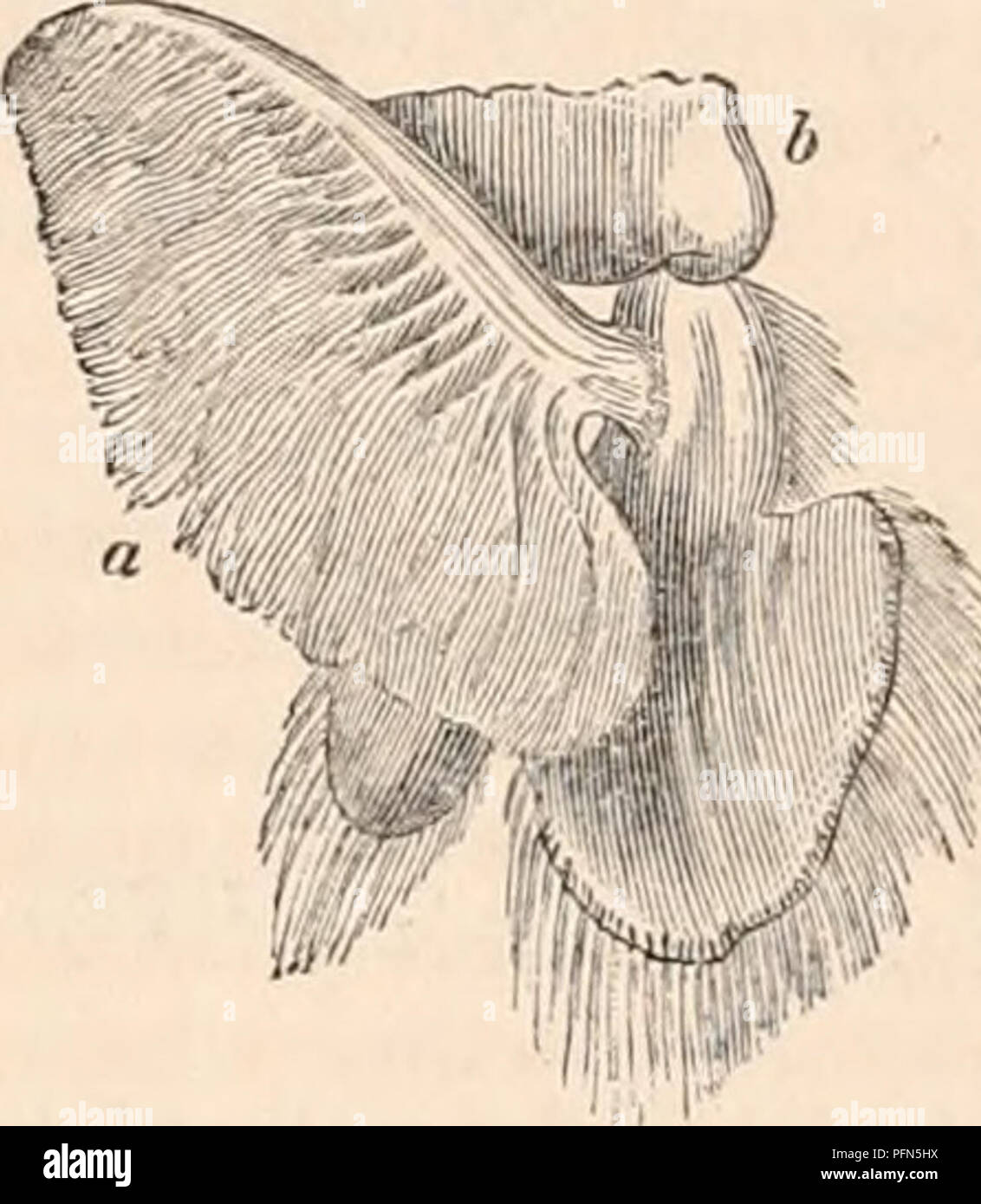 Two organs in abdomen hi-res stock photography and images - Alamy