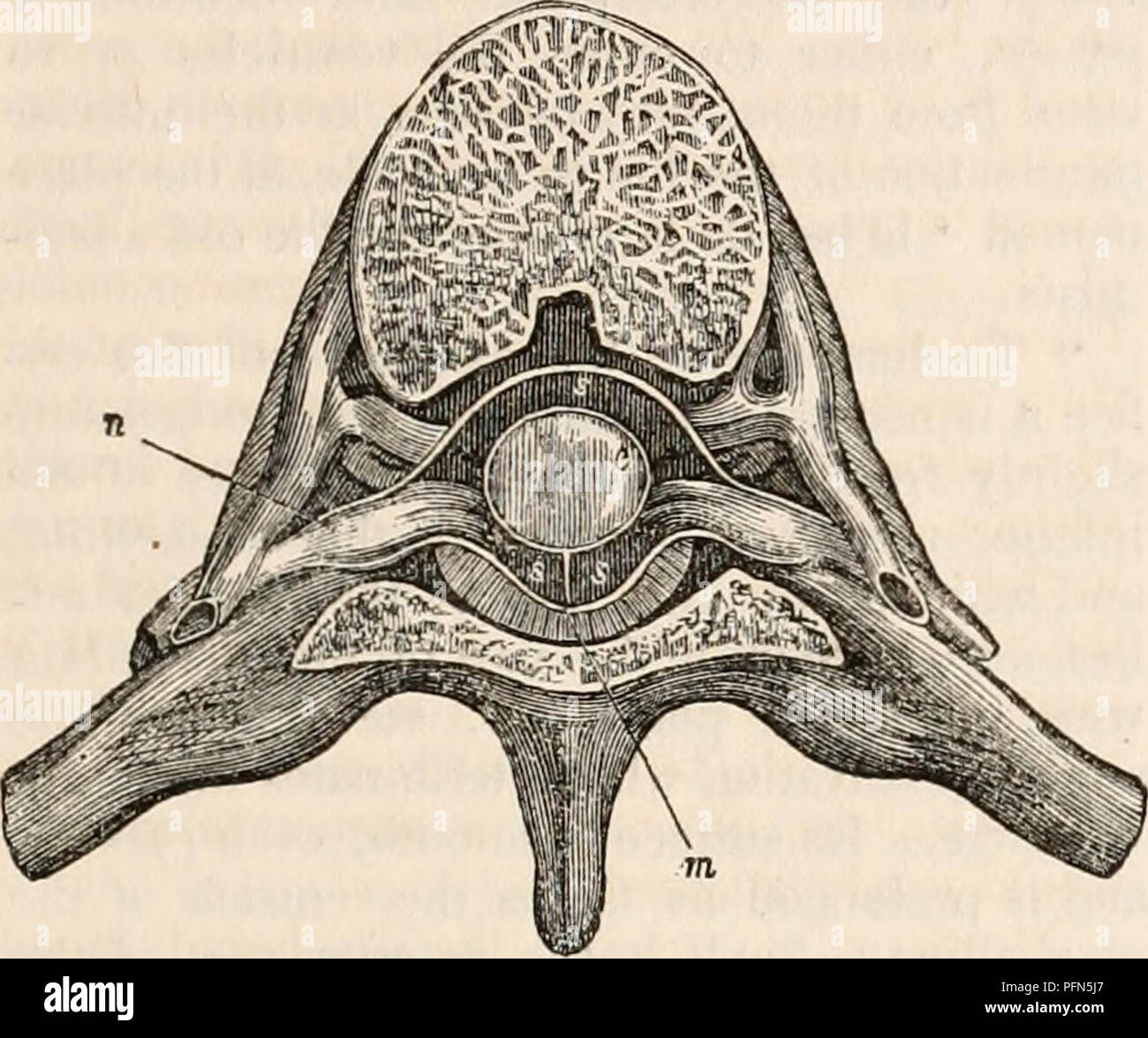 Spinal Cord Arachnoid Mater