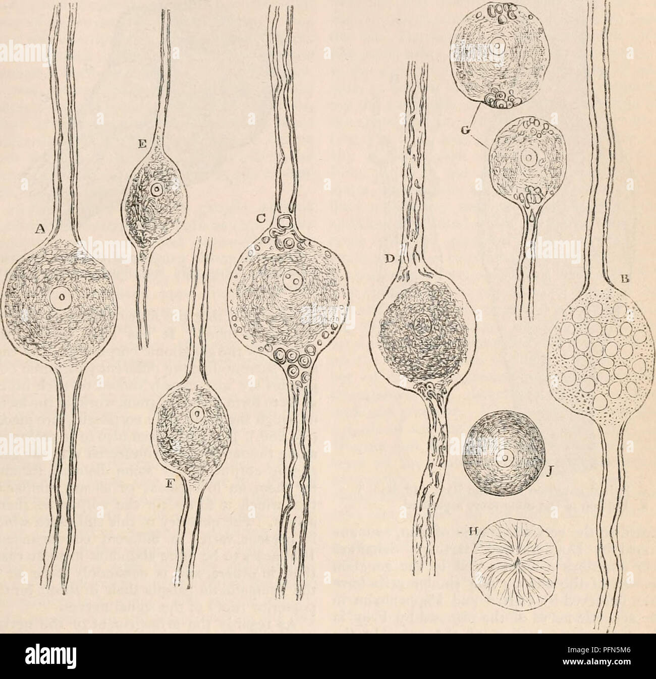 Spinal ganglion nerve cells hi-res stock photography and images - Alamy