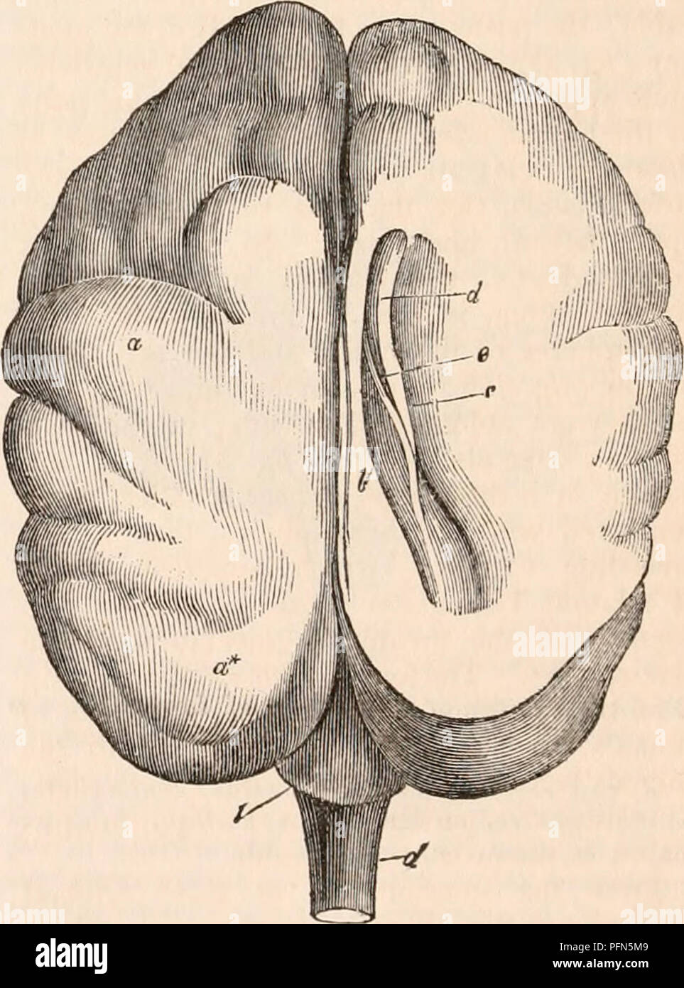 This section from the Cyclop‘dia of Anatomy and Physiology compares the ...
