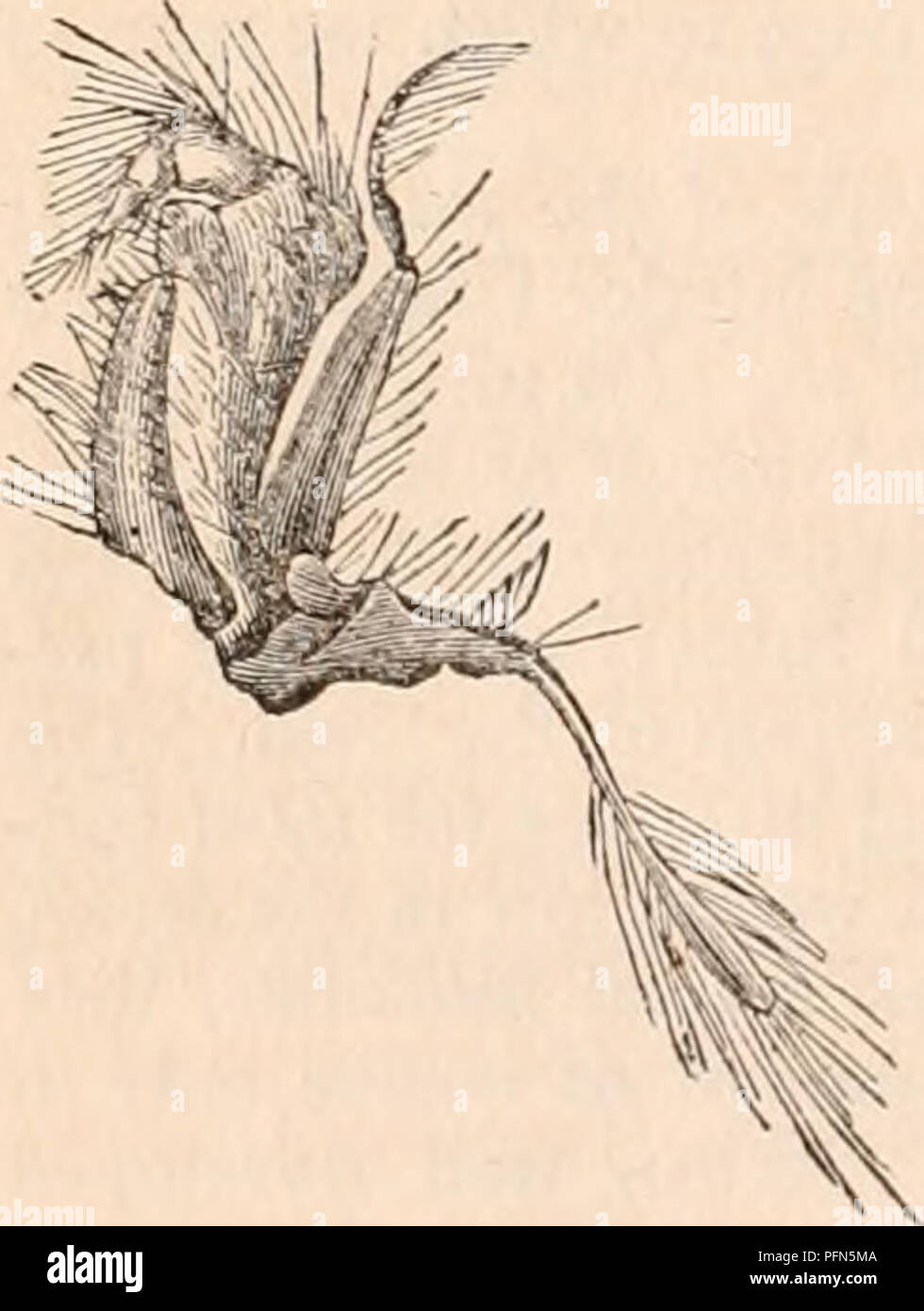 This volume of 'The Cyclopædia of Anatomy and Physiology' explores the ...