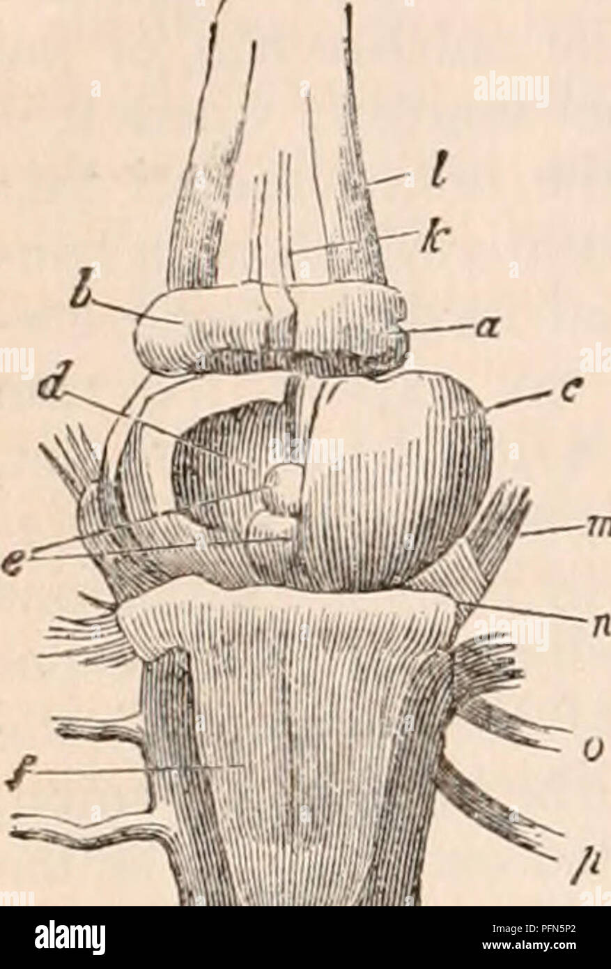 This reference work provides in-depth explanations of the nervous ...
