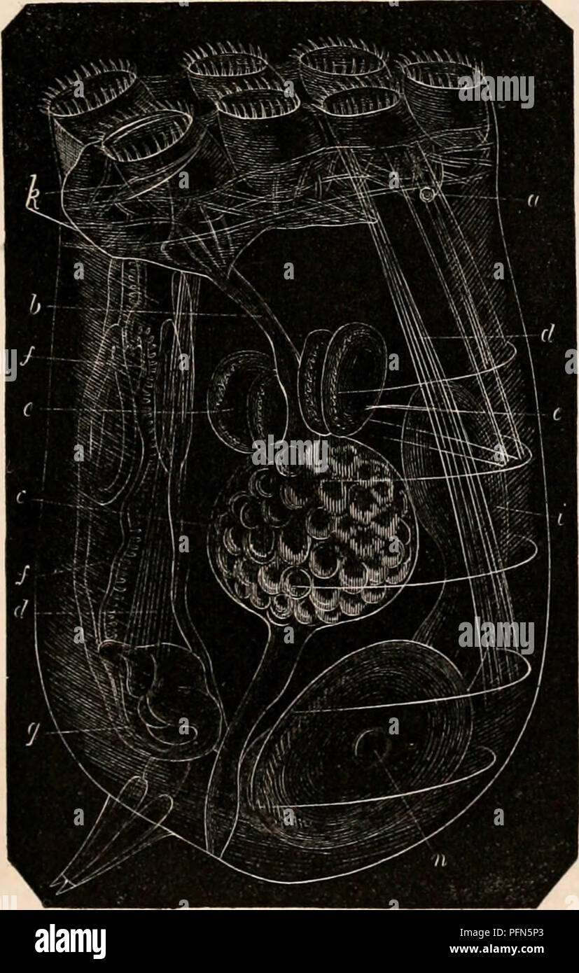 Phagus High Resolution Stock Photography and Images - Alamy