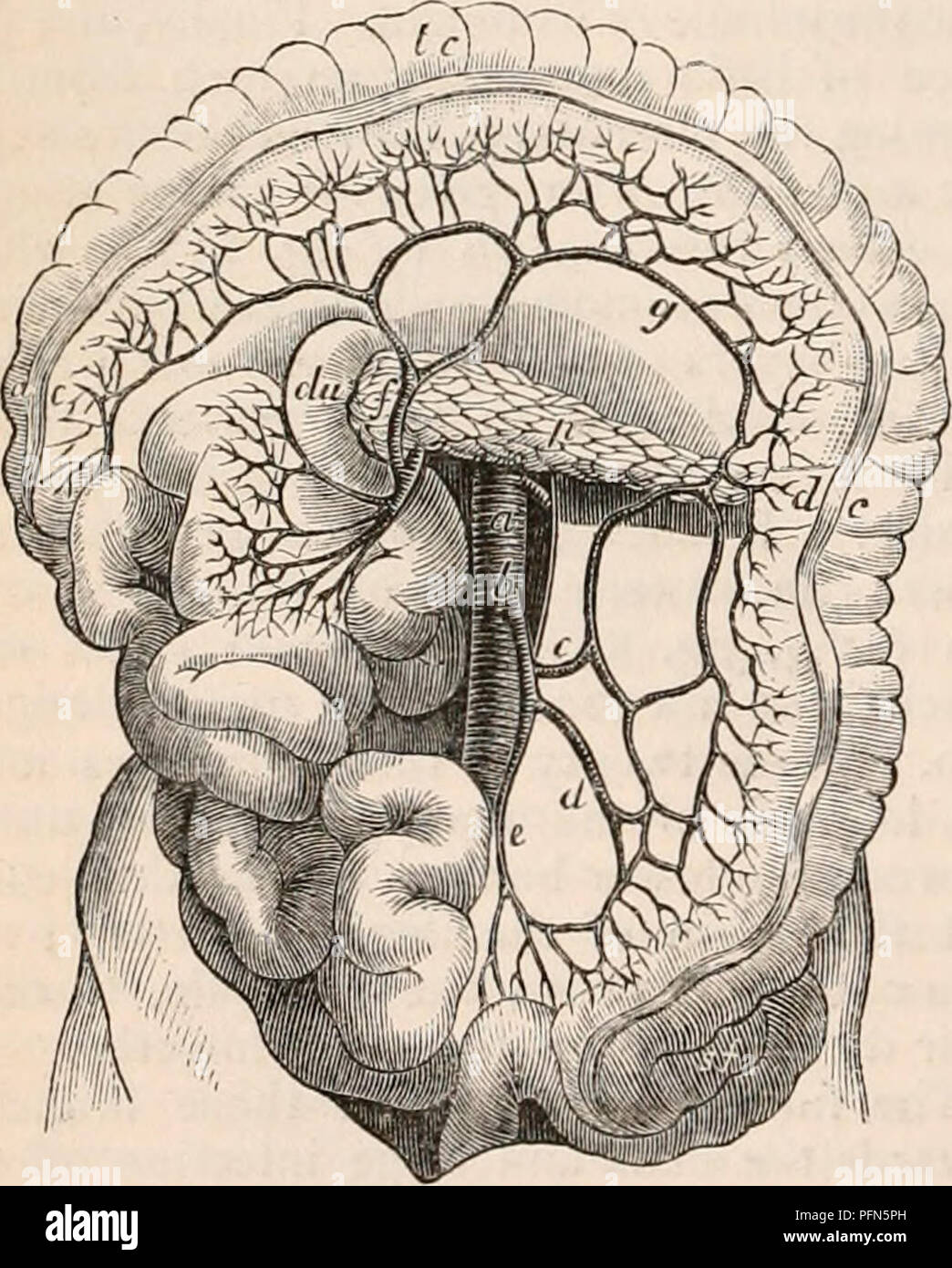 Intestinal arterial supply hi-res stock photography and images - Alamy