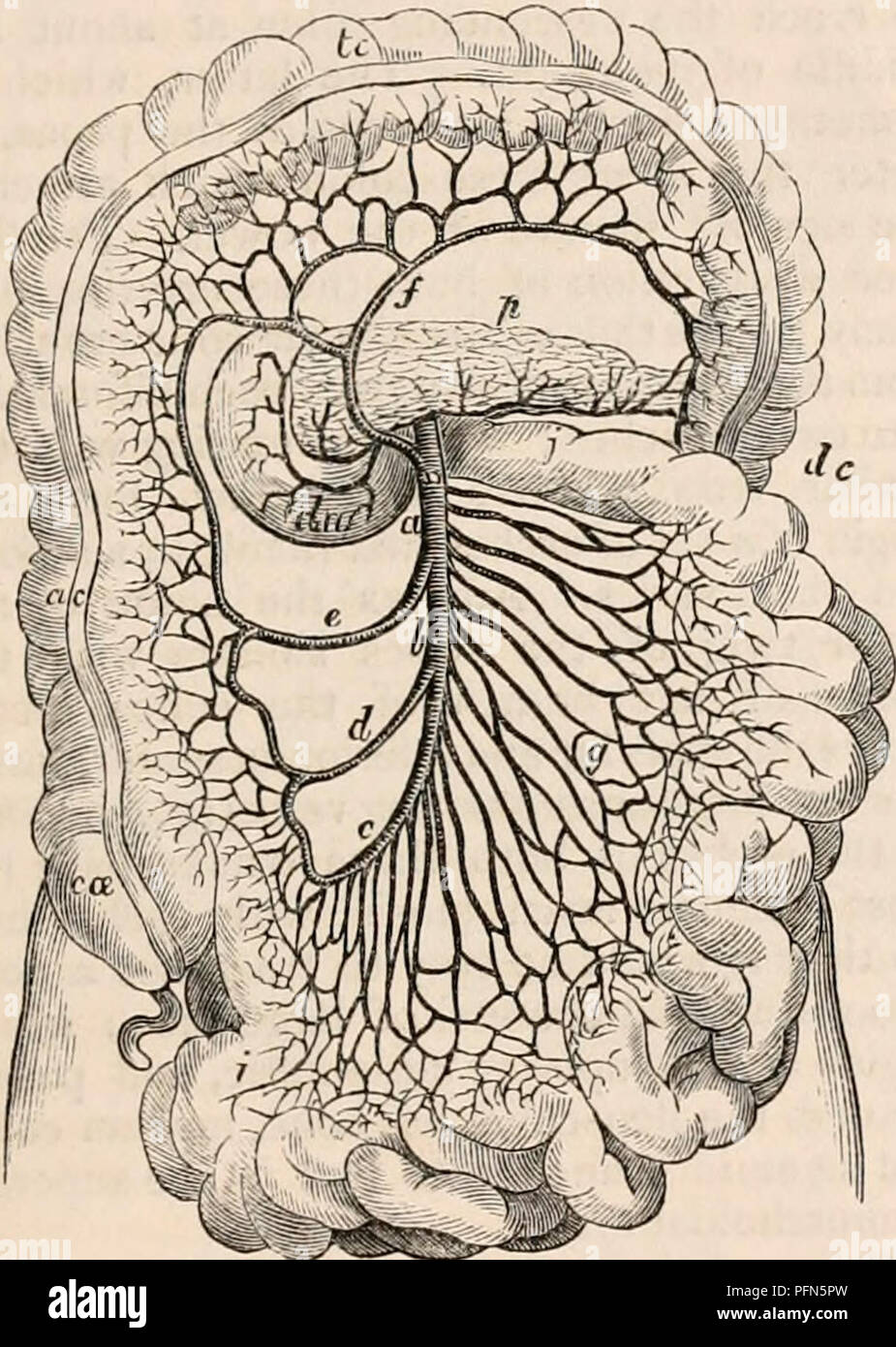 . The cyclopædia of anatomy and physiology. Anatomy; Physiology ...