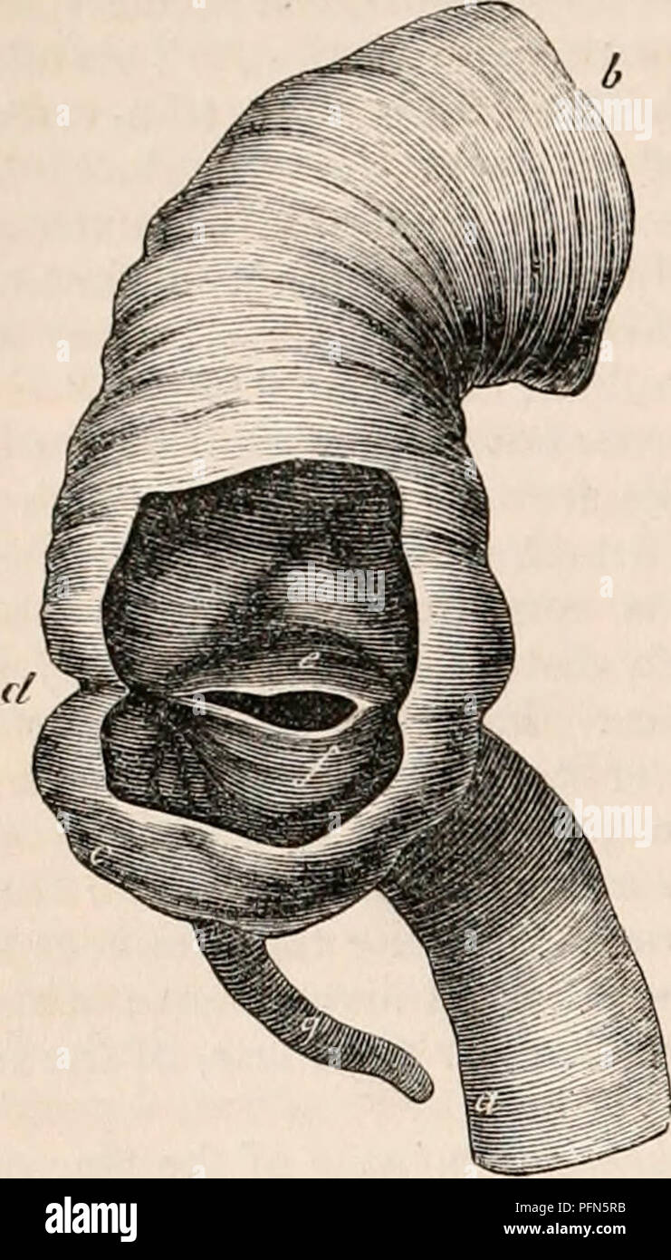 . The cyclopædia of anatomy and physiology. Anatomy; Physiology ...