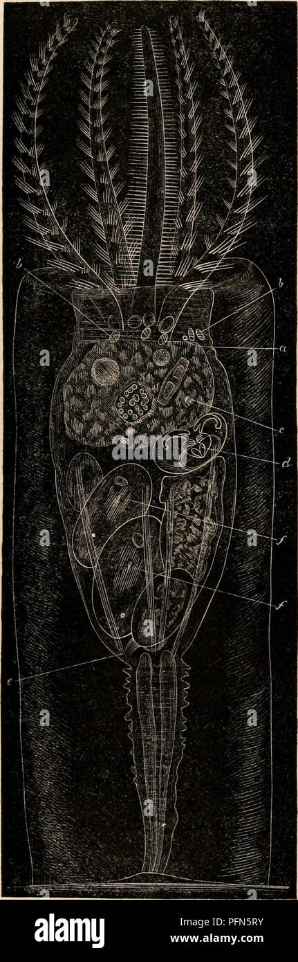 This reference work provides detailed anatomical and physiological ...