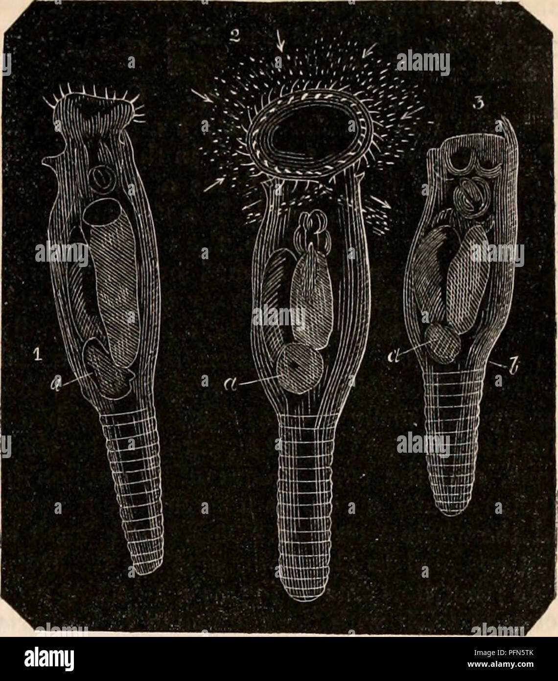 This entry from the 'Cyclopædia of Anatomy and Physiology' covers the ...
