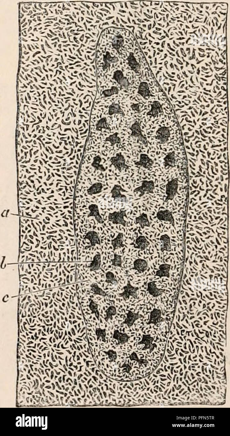 This work provides detailed insights into the structure and function of ...