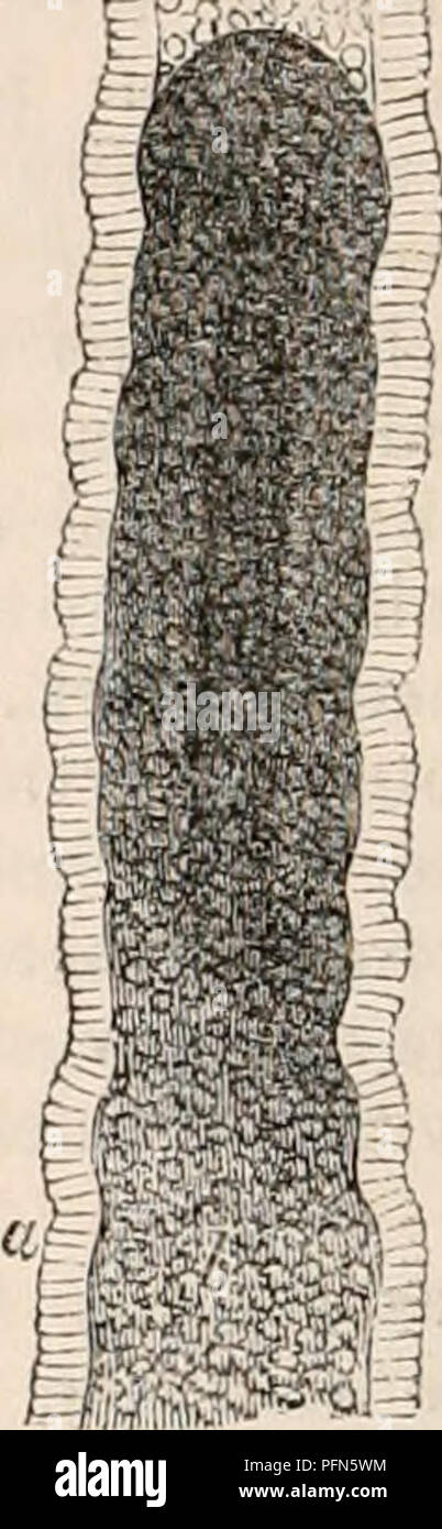 Transverse wrinkles hi-res stock photography and images - Alamy