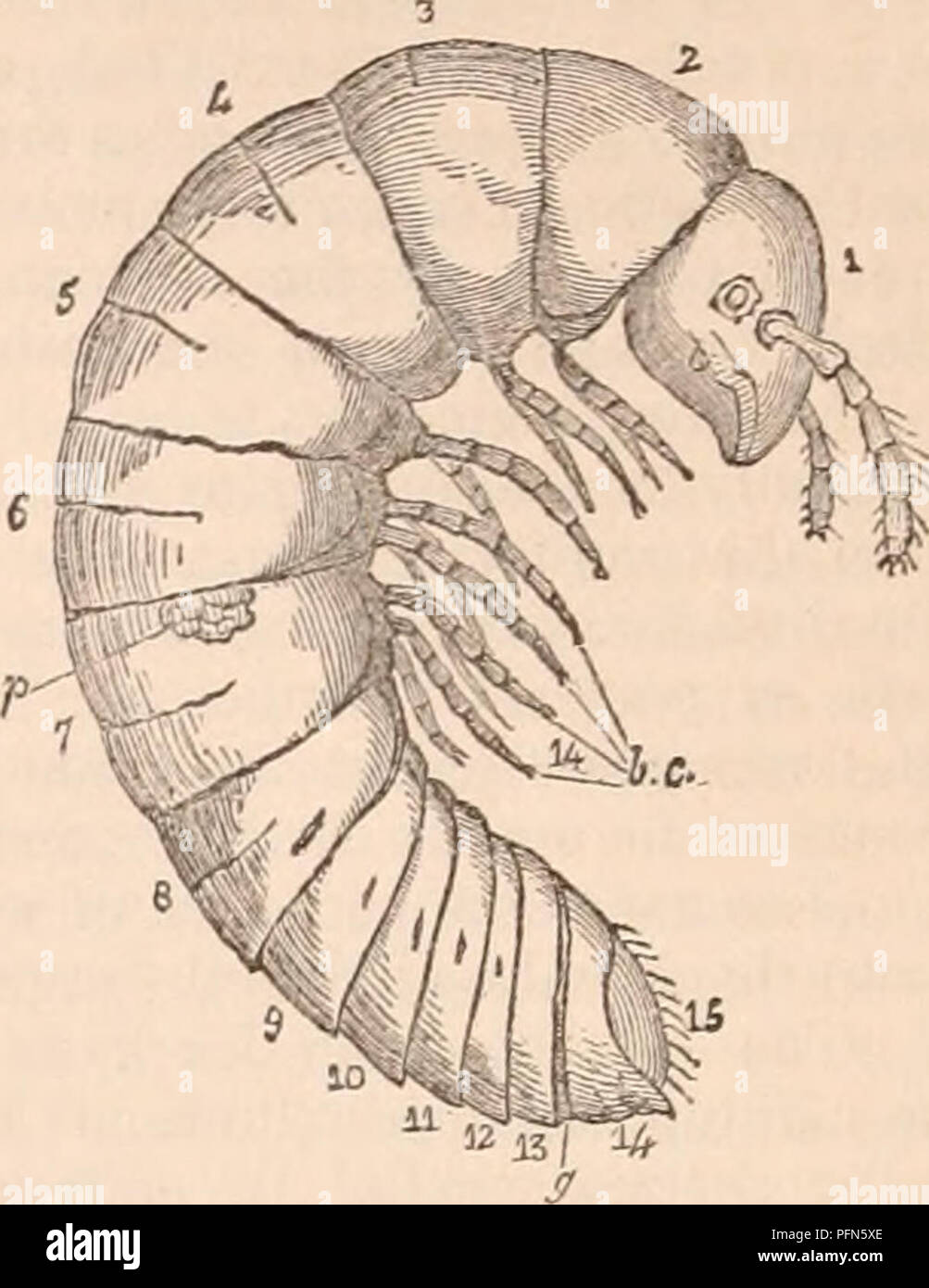 Formation of membrane hi-res stock photography and images - Alamy