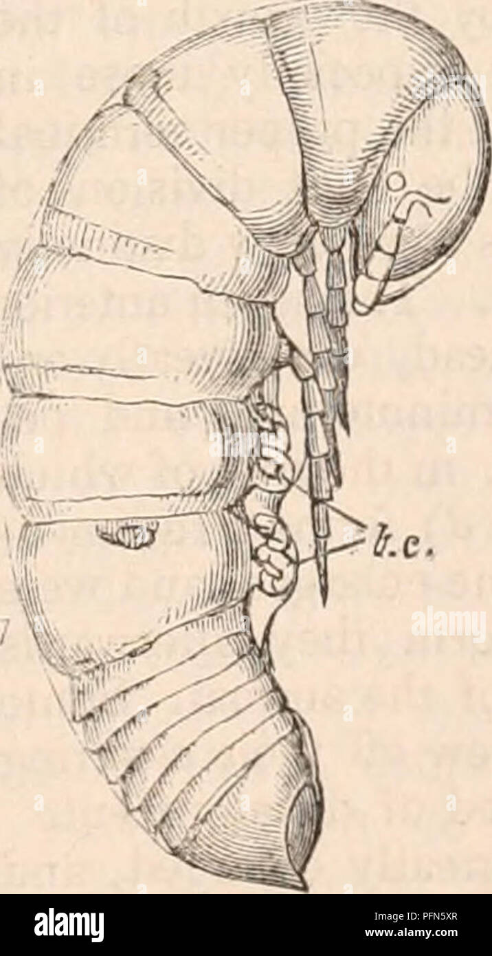 This volume focuses on the anatomy and physiology of various animal ...