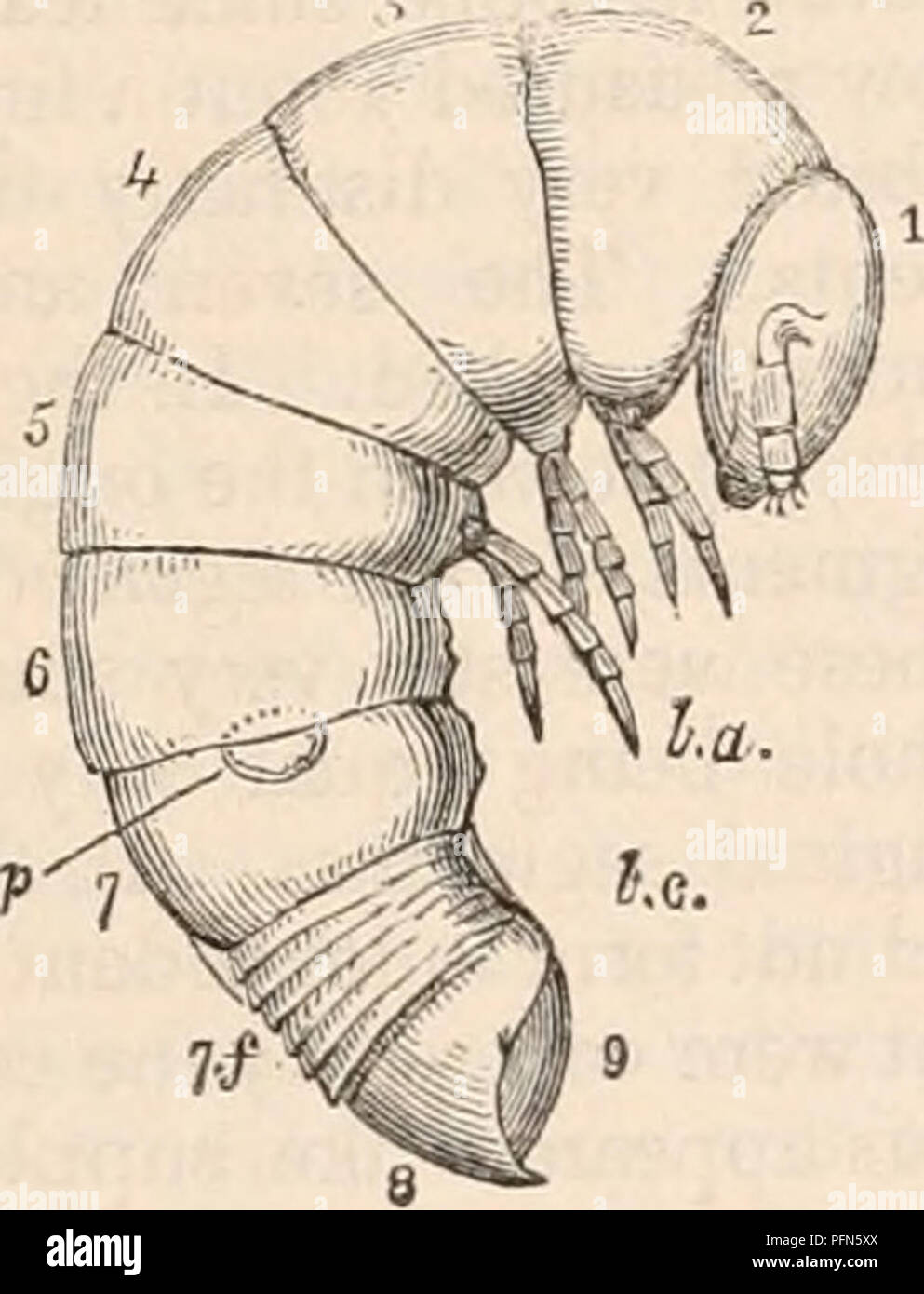 This entry from the 'Cyclopedia of Anatomy and Physiology' discusses ...