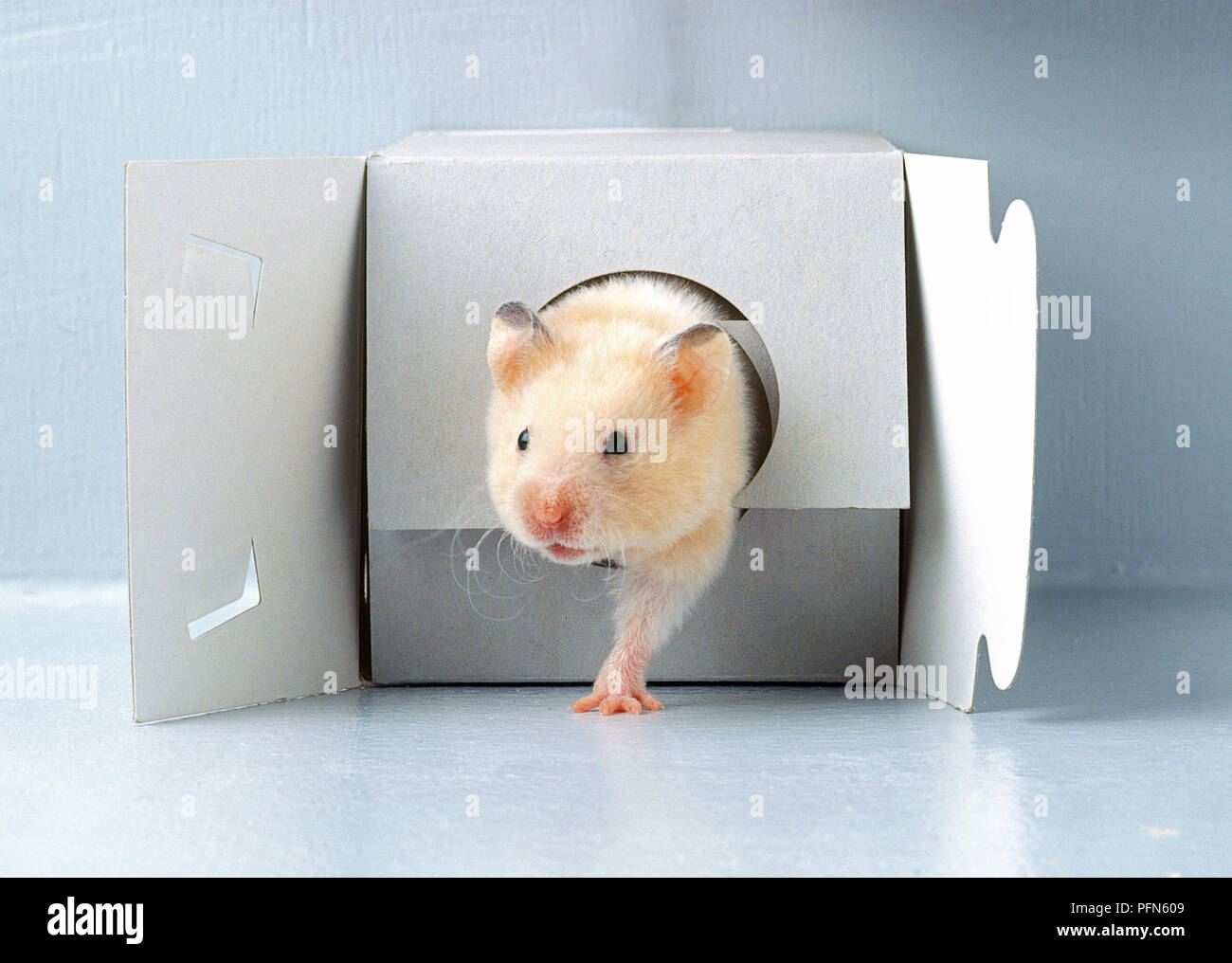 Hamster emerging from cardboard box, front view Stock Photo - Alamy