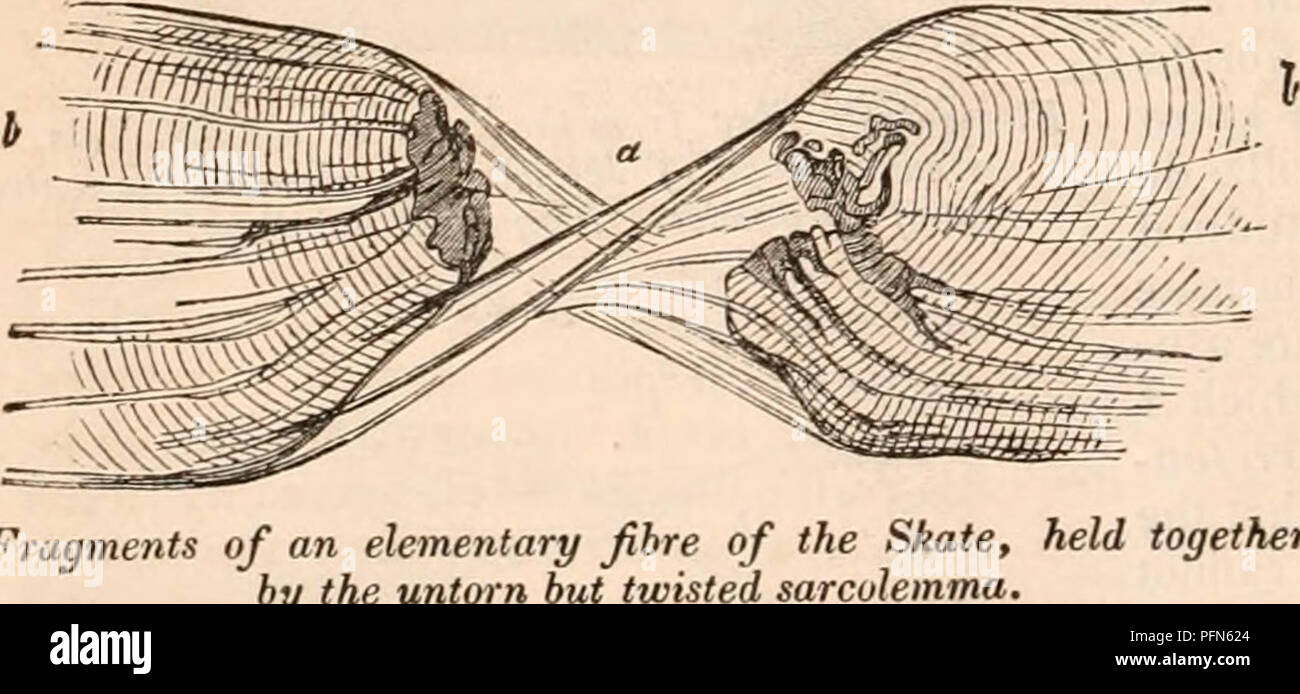 Sarcolemma hi-res stock photography and images - Alamy