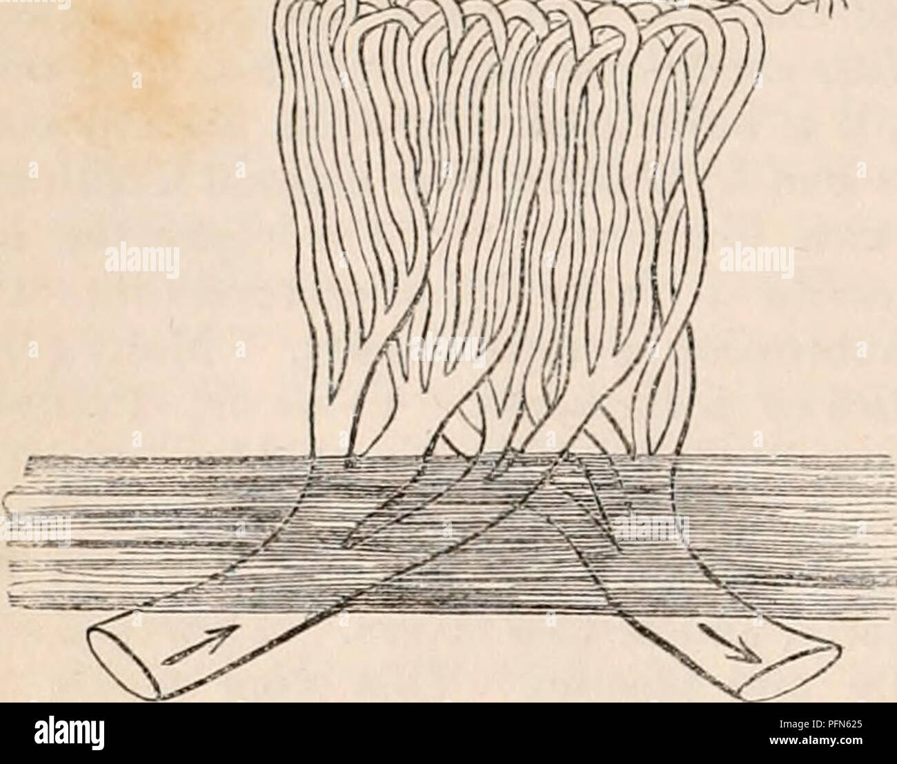 Fish blood vessels hi-res stock photography and images - Alamy