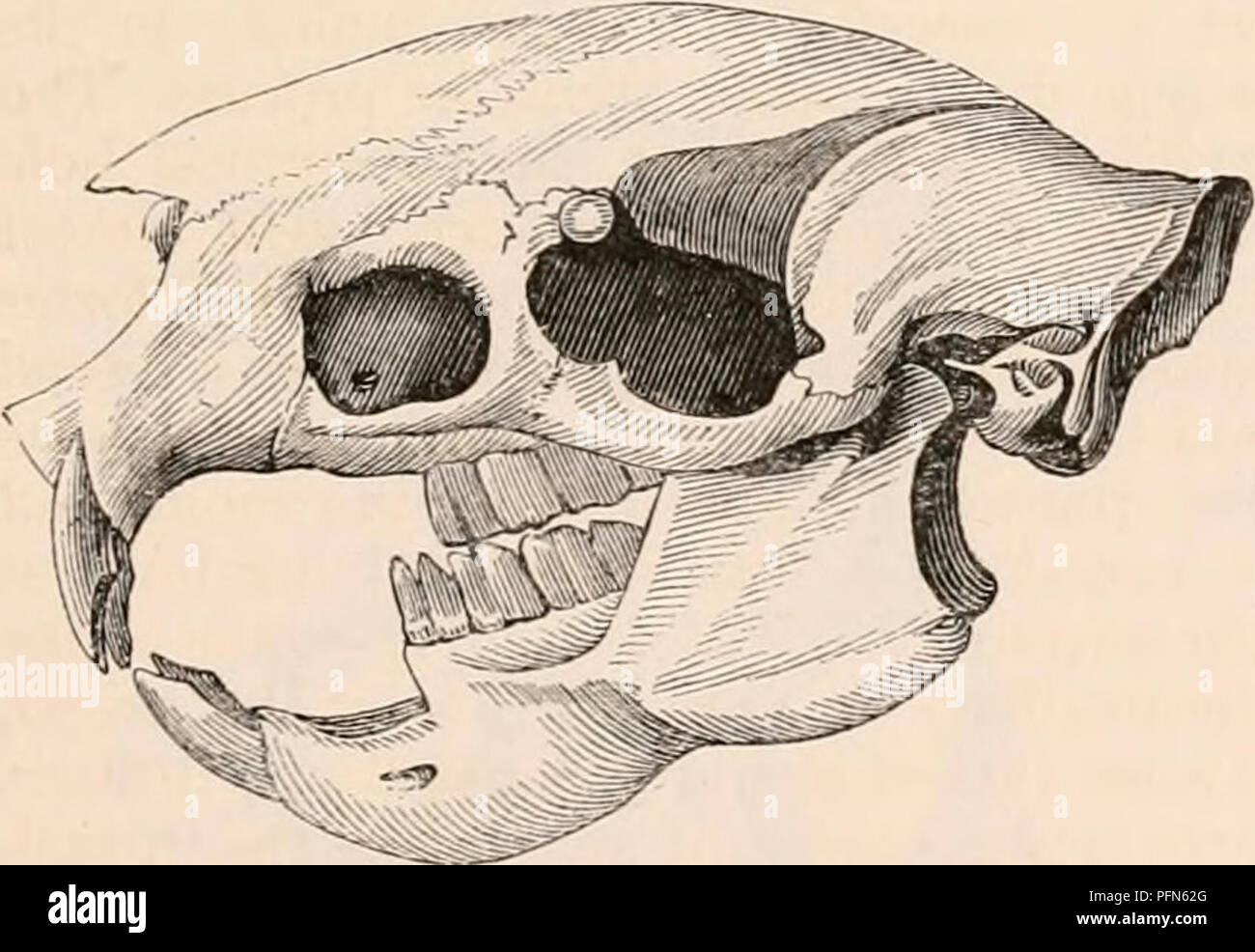 This entry from the Cyclopædia of Anatomy and Physiology details the ...