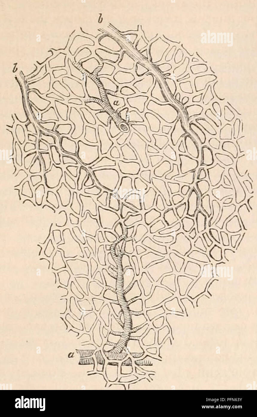 . The cyclopædia of anatomy and physiology. Anatomy; Physiology ...