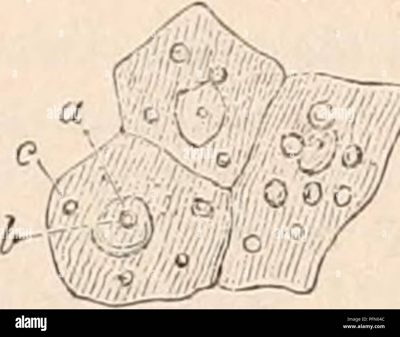 Anatomy cow organs hi-res stock photography and images - Alamy