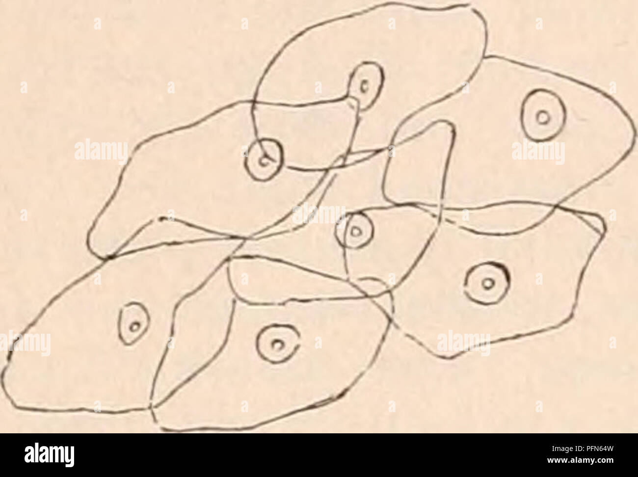 Skin cells magnified hi-res stock photography and images - Alamy