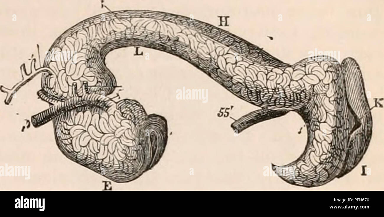 . The cyclopædia of anatomy and physiology. Anatomy; Physiology ...