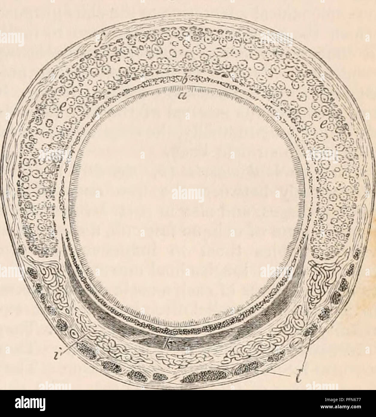 Thelium hi-res stock photography and images - Alamy