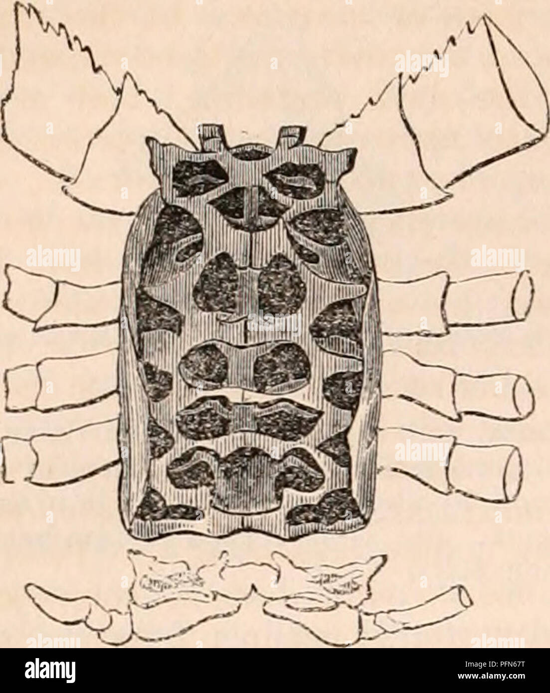 This entry discusses crustacean anatomy, focusing on the development of ...