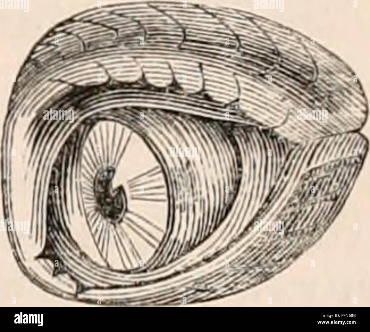 The tortoise's eye is unique in its structure, featuring a circular ...
