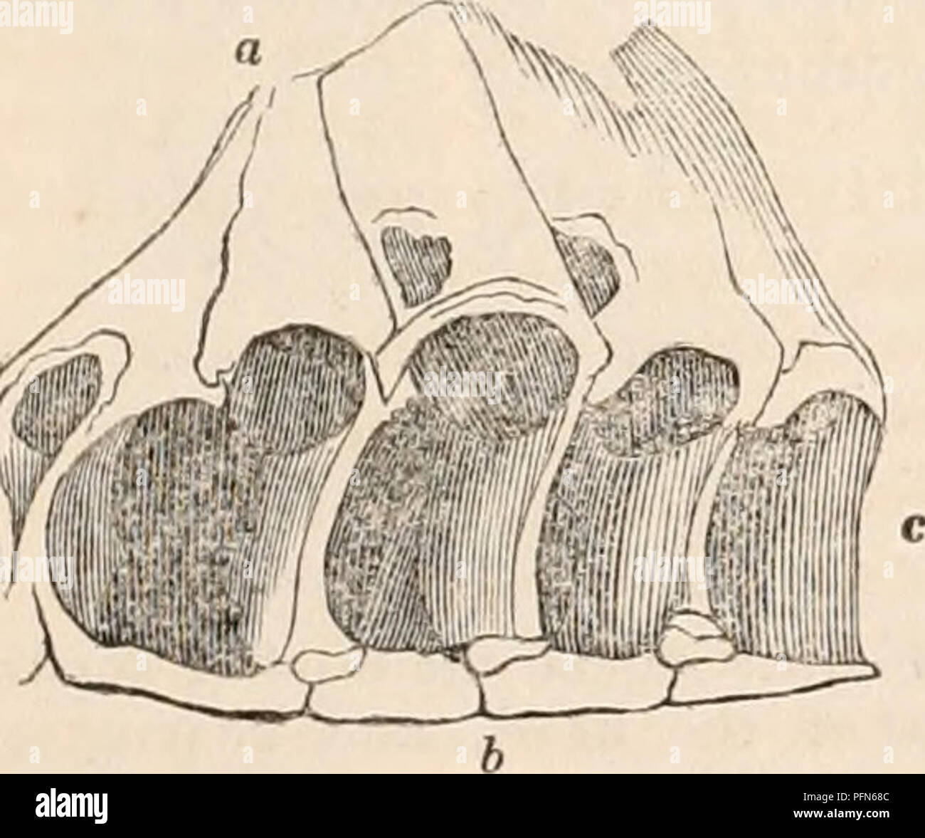 An extensive resource on the anatomy and physiology of crustaceans ...