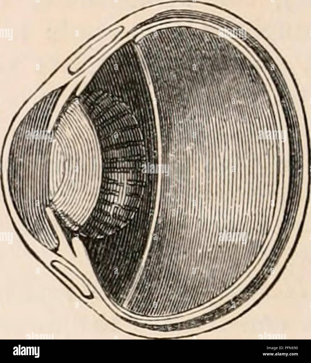 . The cyclopædia of anatomy and physiology. Anatomy; Physiology ...