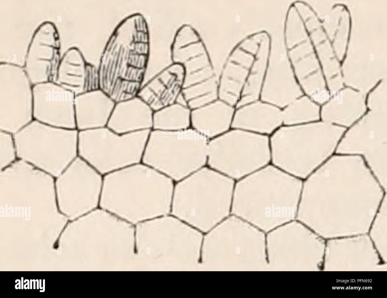 Vertical transverse section hi-res stock photography and images - Alamy