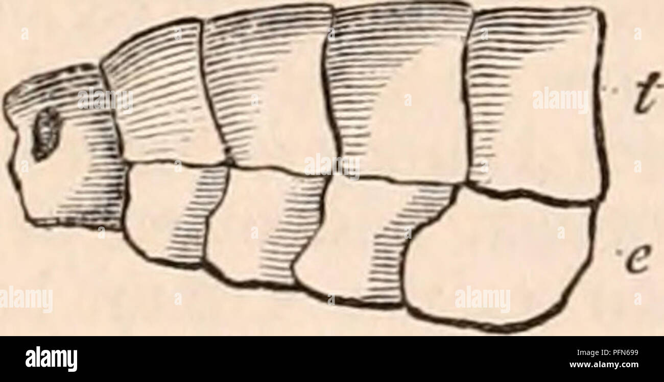 This work provides detailed anatomical and physiological illustrations ...