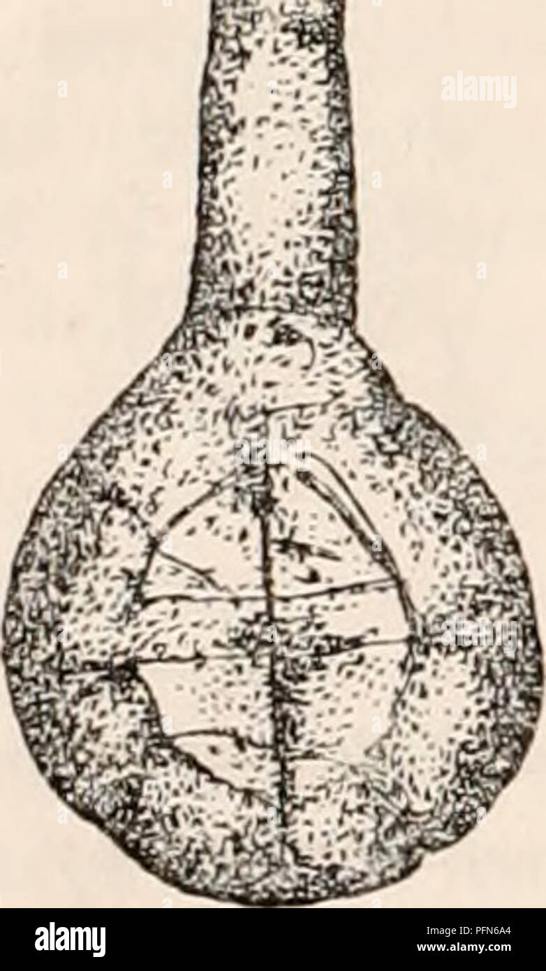 Complex physiological structures hi-res stock photography and images ...