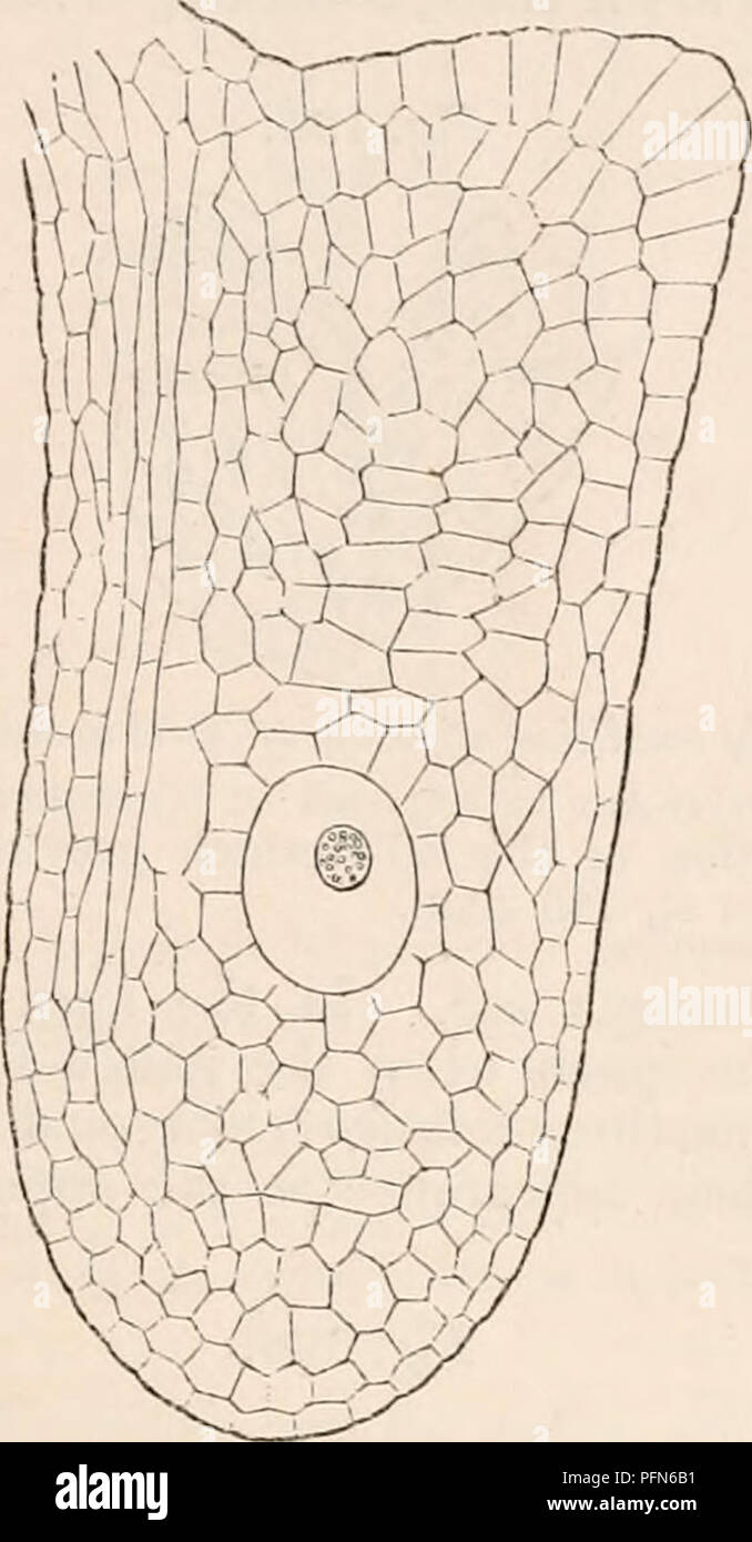 . The cyclopædia of anatomy and physiology. Anatomy; Physiology ...
