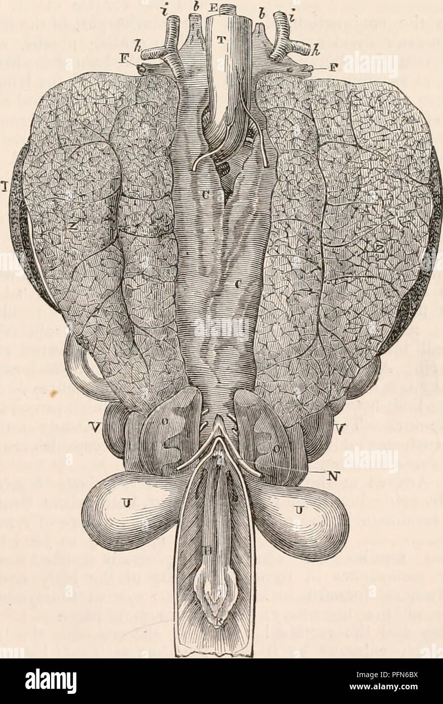 This illustration discusses the anatomy and physiology of reptiles ...