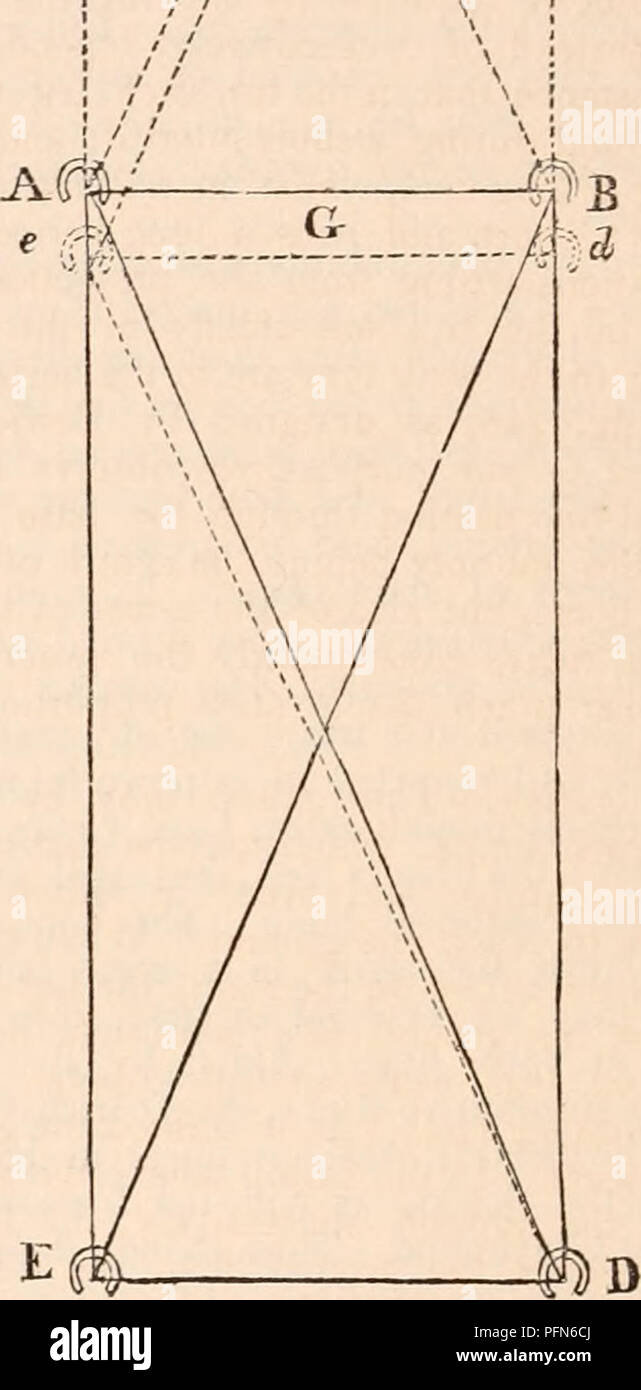 Quadrupeds Anatomical Planes